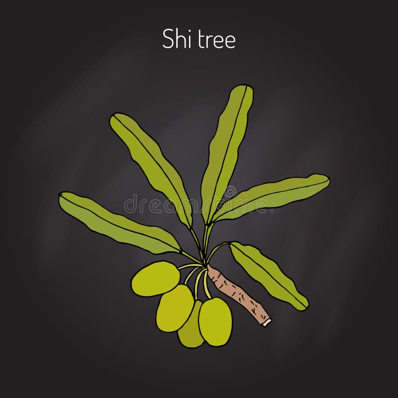 Shea tree branch stock vector. Illustration of body, fresh - 89737789