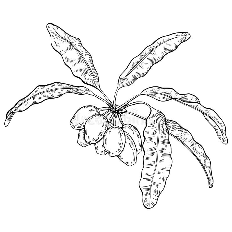 Shea Tree Hand-drawn Ink Vector Eps10 Stock Vector - Illustration of ...