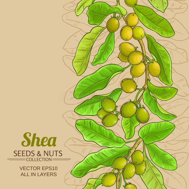 African Shea Butter Stock Illustrations – 87 African Shea Butter Stock ...