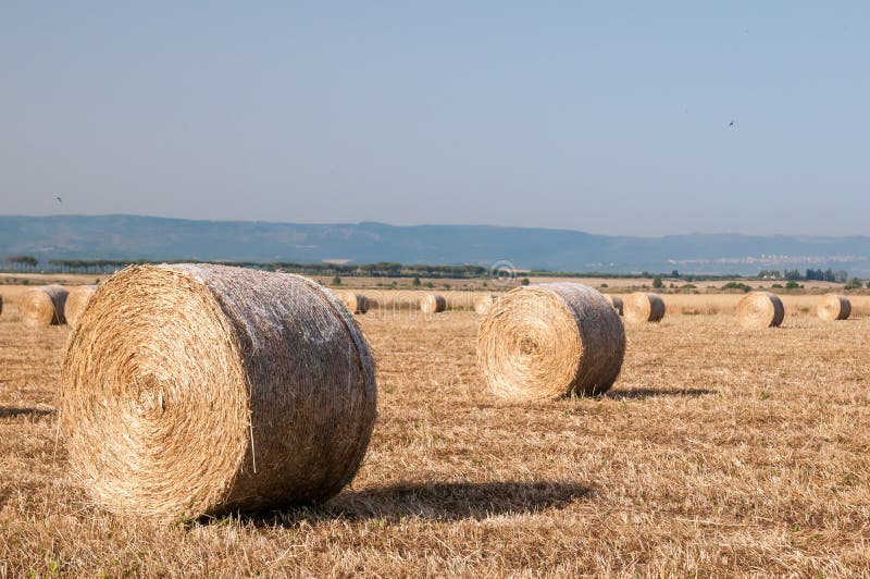 Sheaves Of Corn Standing Upright As Group Stock Photo - Image of farmer ...
