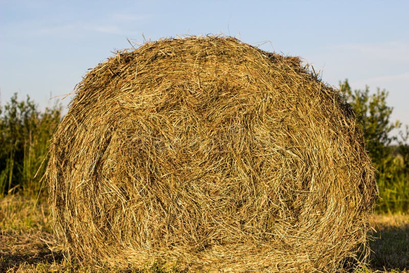 Sheaf of hay stock image. Image of bale, rough, bundle - 26609101