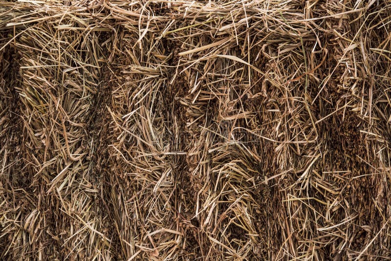 Sheaf of hay stock photo. Image of harvesting, ripe, grass - 61783362