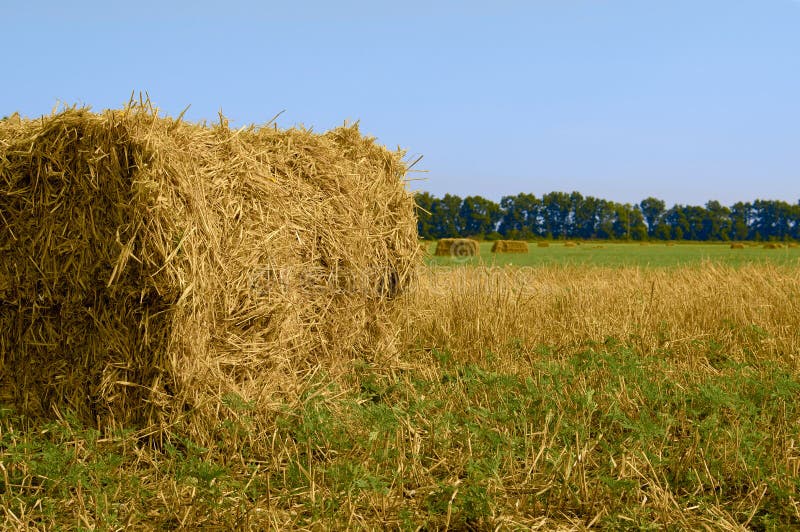 Sheaf hay in the field stock image. Image of clean, village - 20711043