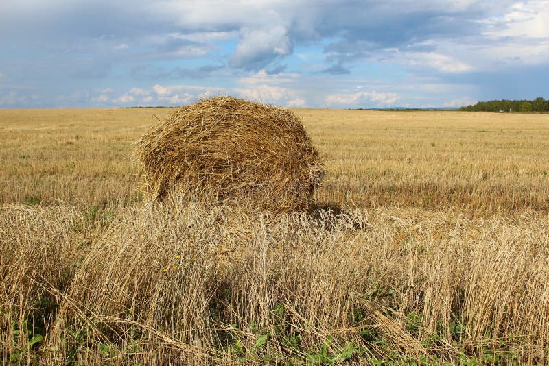 Sheaf of hay on the field stock image. Image of rustic - 111995891
