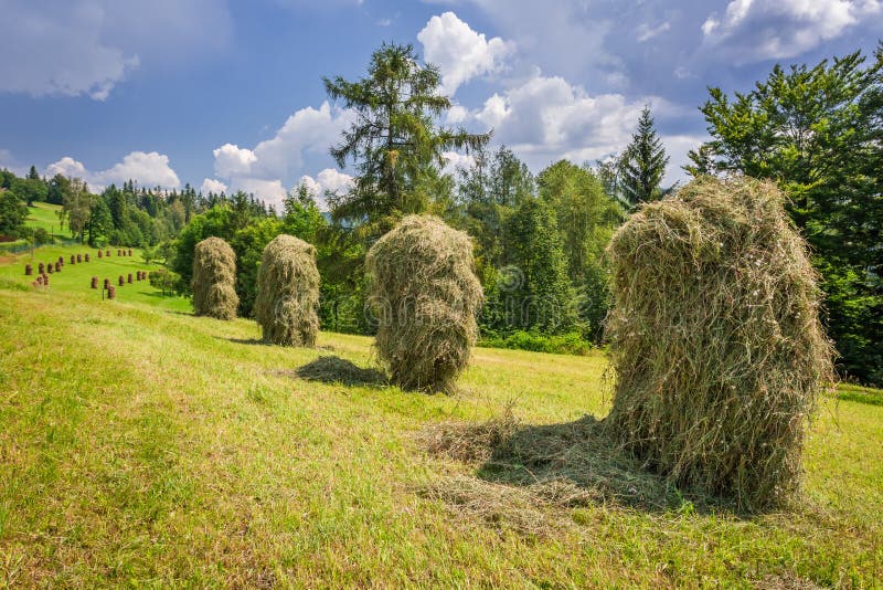 Sheaf of Hay Hanging To Dry on the Field Stock Photo - Image of outdoor ...