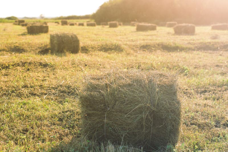 Sheaf of Hay, Harvesting of Agricultural Fields in Autumn Stock Image ...