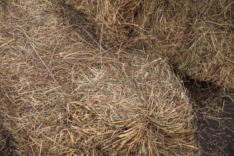 Sheaf of hay stock photo. Image of harvesting, ripe, grass - 61783362