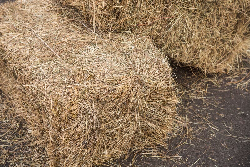 Sheaf of hay stock photo. Image of harvesting, ripe, grass - 61783362