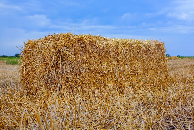 Sheaf of Hay, a Rectangular Shape is the Slant, a Wheat Field. Stock ...