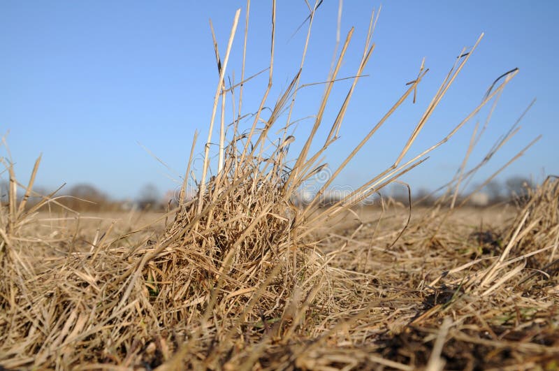Sheaf of Grass and Straw in a Park. Stock Photo - Image of dried ...