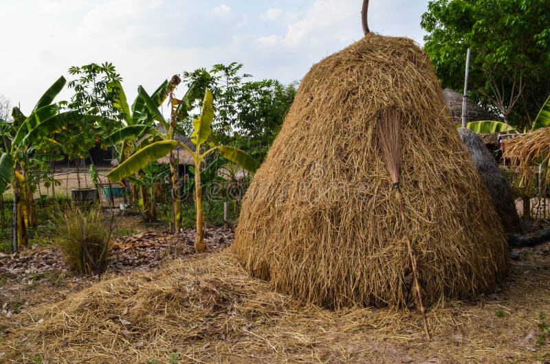 A sheaf of paddy stock image. Image of color, cloud, farmland - 57225037