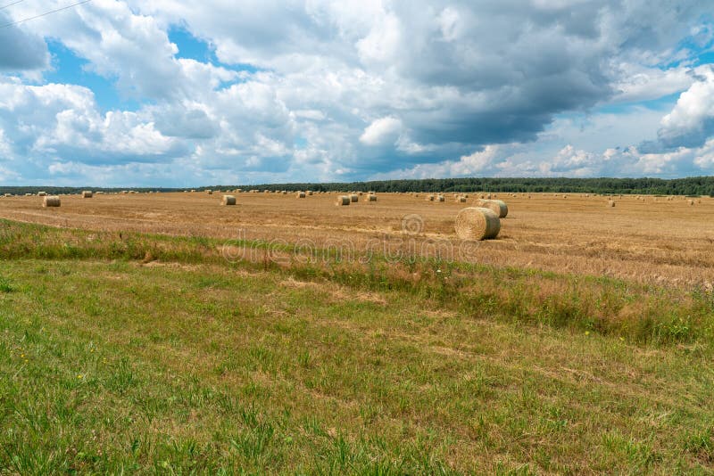 Sheaf of Straw in the Field Nobody Stock Image - Image of grass, grain ...