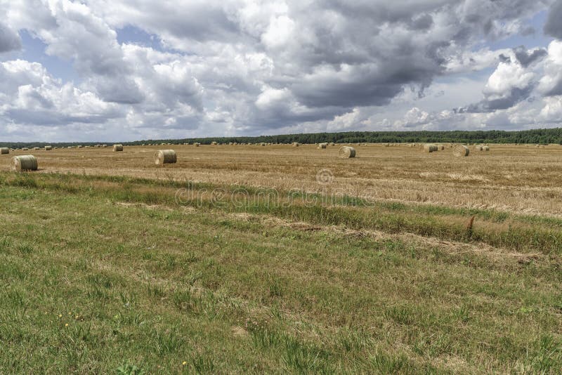 Sheaf of Straw in the Field Stock Photo - Image of grass, rural: 195005036