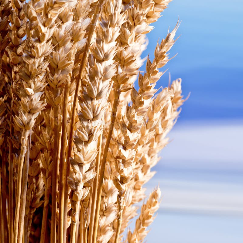 Sheaf of What stock photo. Image of natural, grain, bunch - 89658740
