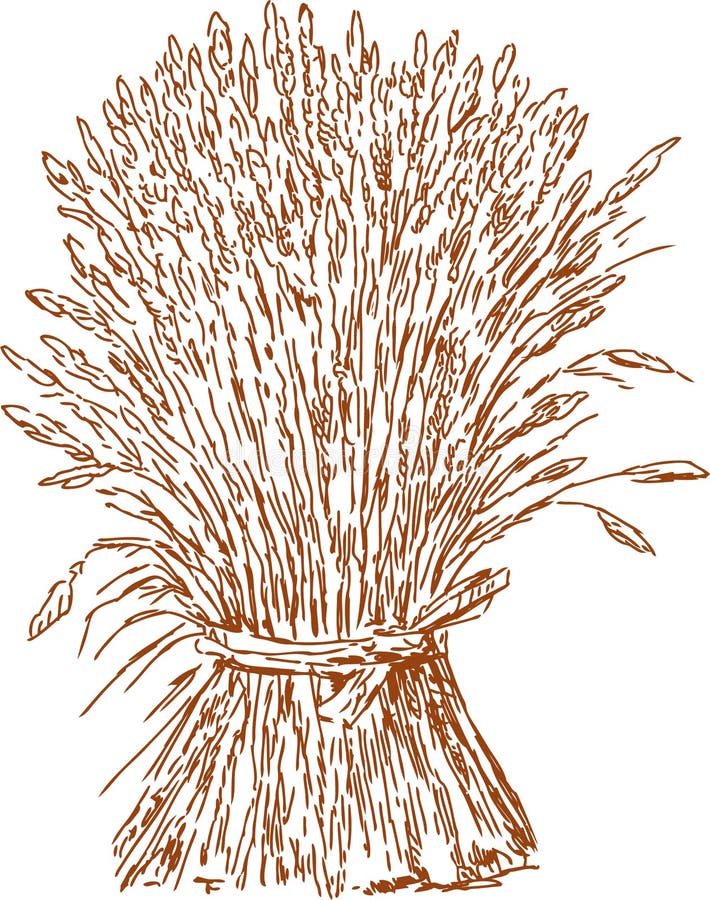 Sheaf of wheat stock vector. Illustration of corn, hand - 29517856