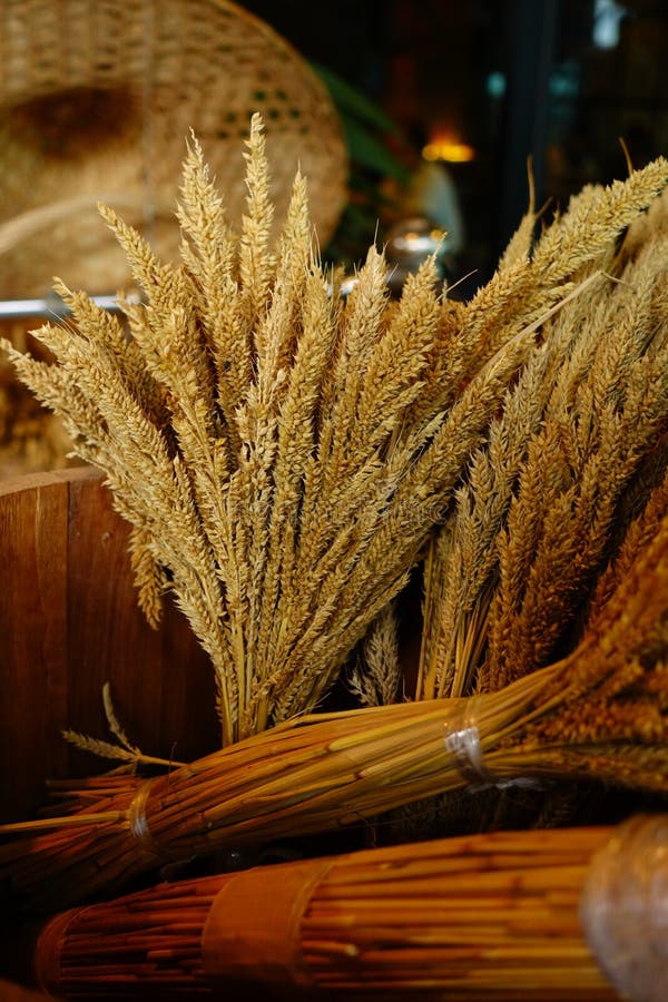 Sheaf of wheat stock photo. Image of food, nature, harvest - 89486536