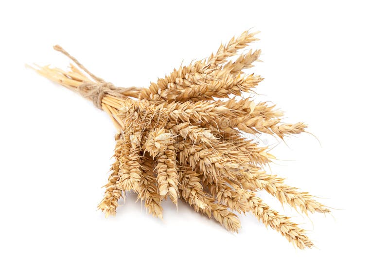 Sheaf of Wheat Ears on White Background. Stock Photo - Image of bunch ...