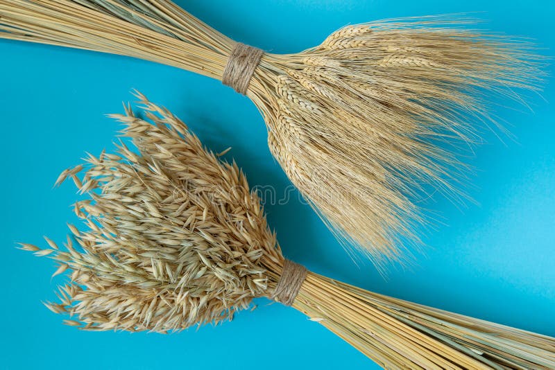 Sheaf of Wheat and Sheaf of Oats on Blue Background, Top View. Stock ...