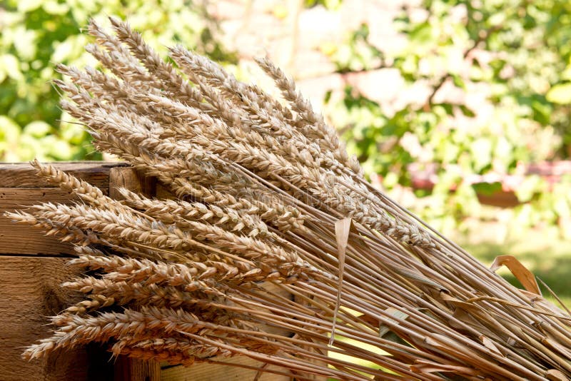 Sheaf of wheat stock image. Image of closeup, nature - 57613885