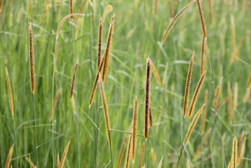 Sheaf of wheat stock photo. Image of sheaf, queensland - 84062688
