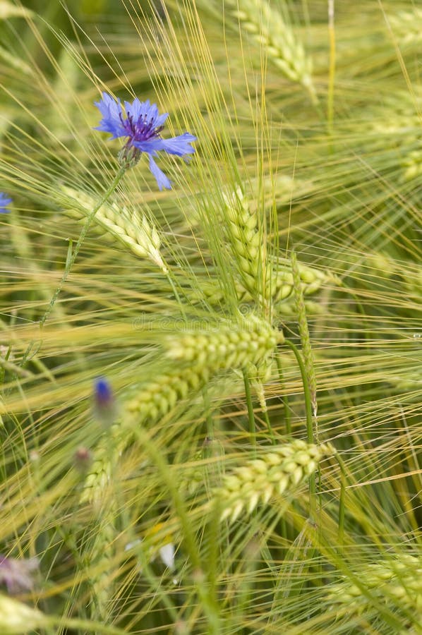 Wheat Sheafs stock photo. Image of golden, vegetation - 1069390