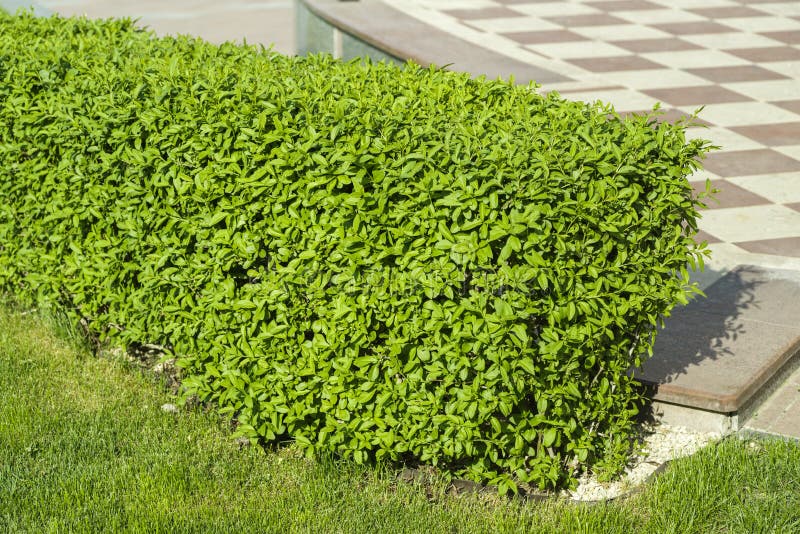 Bushes in landscape design stock image. Image of meadow - 131543847