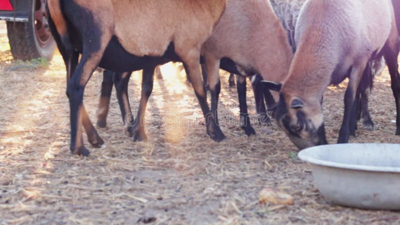 Sheared Cameroon Sheep at Sunset on a Farm Stock Video - Video of ...