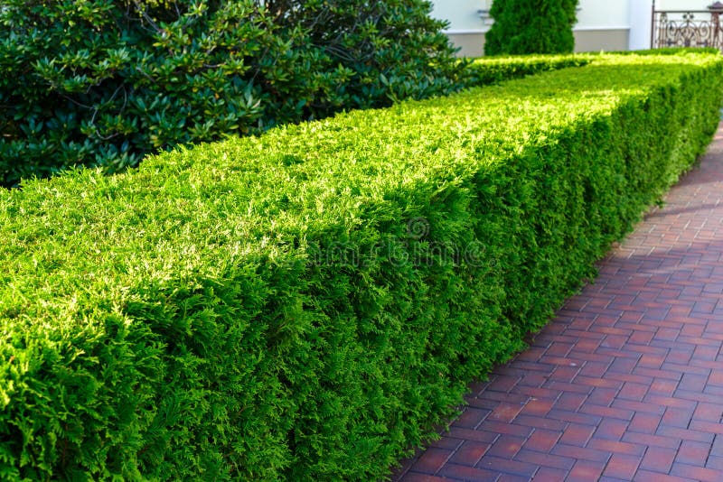 Shaved Bush Stock Photos - Free & Royalty-Free Stock Photos from Dreamstime