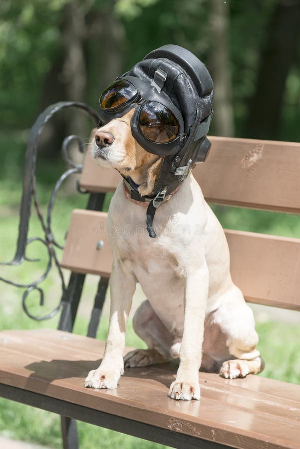 A Sheared Dog Spaniel in a Pilot Helmet 2018 Stock Photo - Image of ...