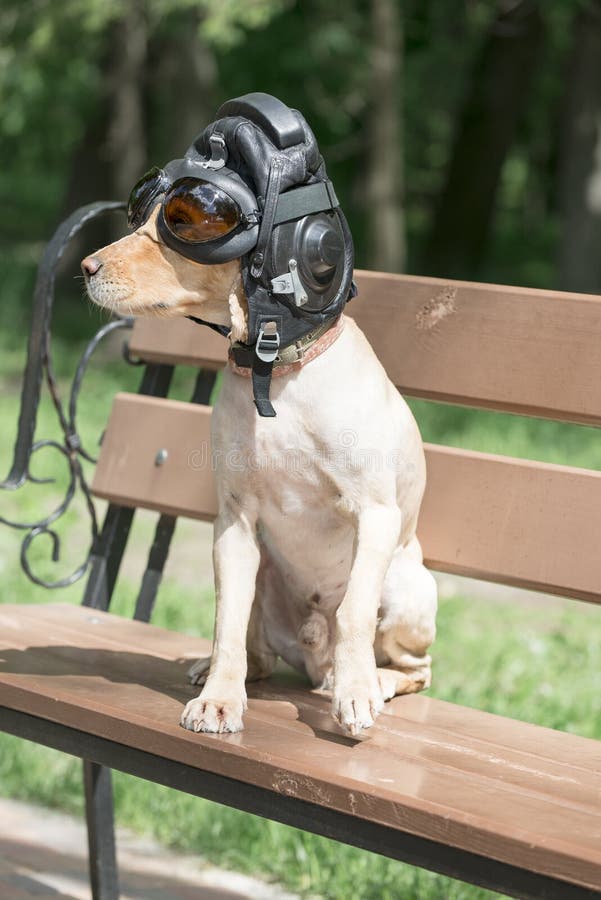 Dog Pilot Stock Images - Download 321 Royalty Free Photos