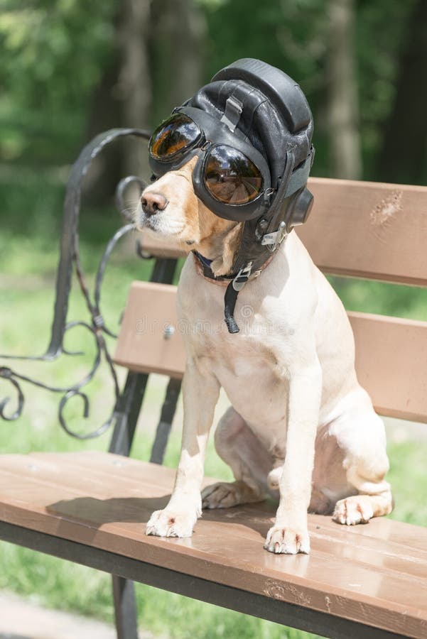 A Sheared Dog Spaniel in a Pilot Helmet 2018 Stock Photo - Image of ...