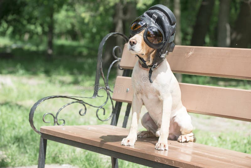 A Sheared Dog Spaniel in a Pilot Helmet 2018 Stock Image - Image of ...