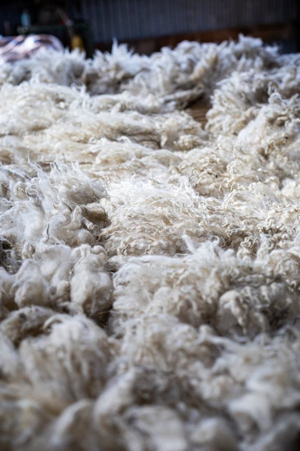 Sheared Lamb Wool on a Table Stock Photo - Image of canvas, lamb: 169100354