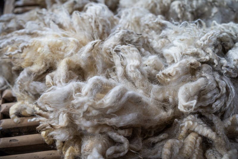 Sheared Lamb Wool on a Table Stock Image - Image of animal, heap: 169100361