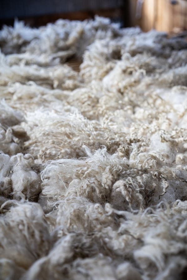 Sheared Lamb Wool on a Table Stock Image - Image of pattern, farming ...