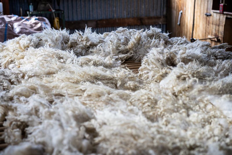 Sheared Lamb Wool on a Table Stock Photo - Image of leather, canvas ...