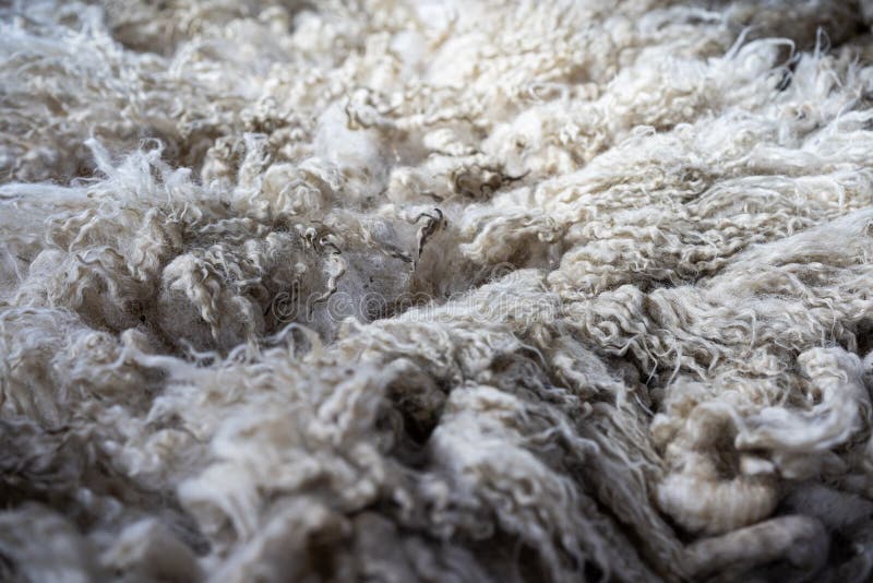 Sheared Lamb Wool on a Table Stock Image - Image of closeup, nature ...