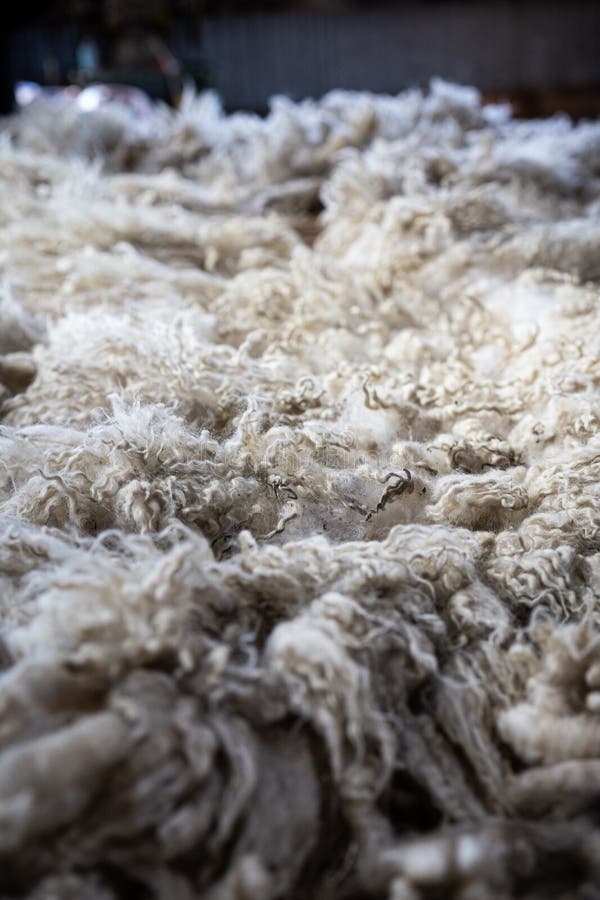 Sheared Lamb Wool on a Table Stock Image - Image of material, fluffy ...