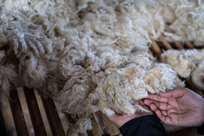 Sheared Lamb Wool on a Table Stock Image - Image of nature, material ...