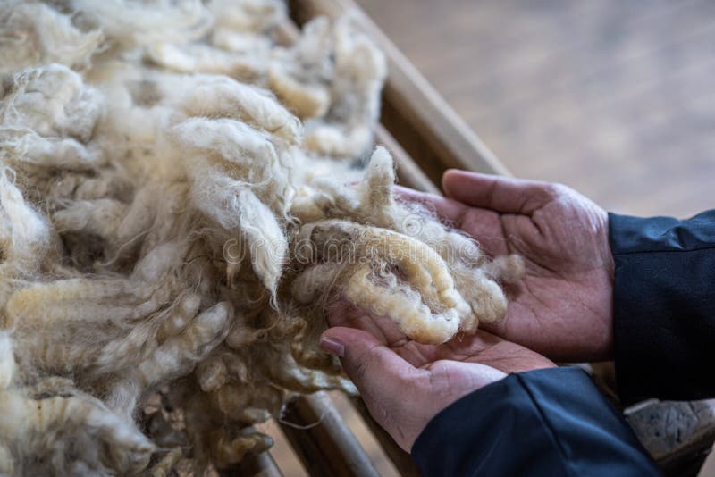 Sheared Lamb Wool on a Table Stock Image - Image of lamb, nature: 169100987