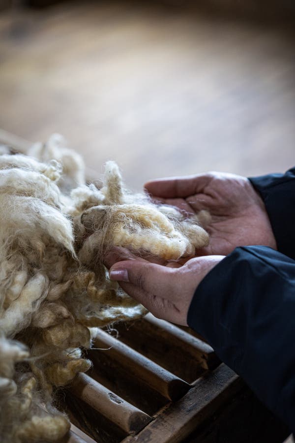 Sheared Lamb Wool on a Table Stock Photo - Image of merino, close ...