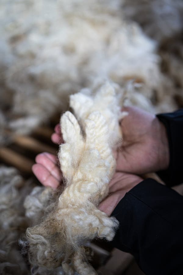 Sheared Lamb Wool on a Table Stock Photo - Image of canterbury, animal ...