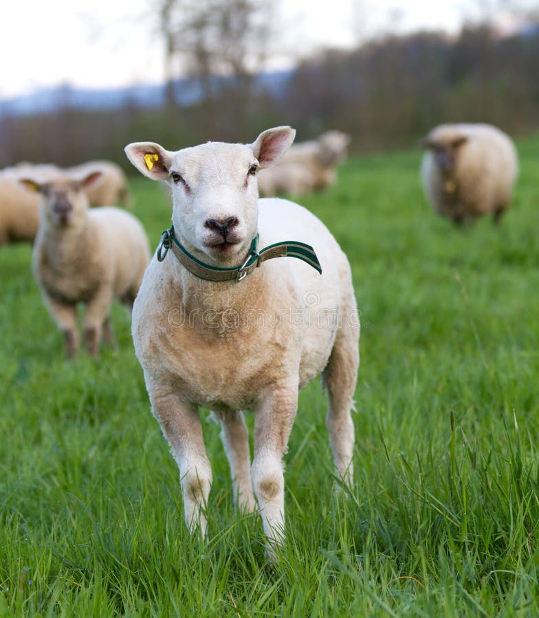 Sheared sheed on pasture stock photo. Image of season - 19083898
