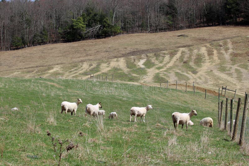 Sheared Sheep stock image. Image of wool, farm, pasture - 54297109