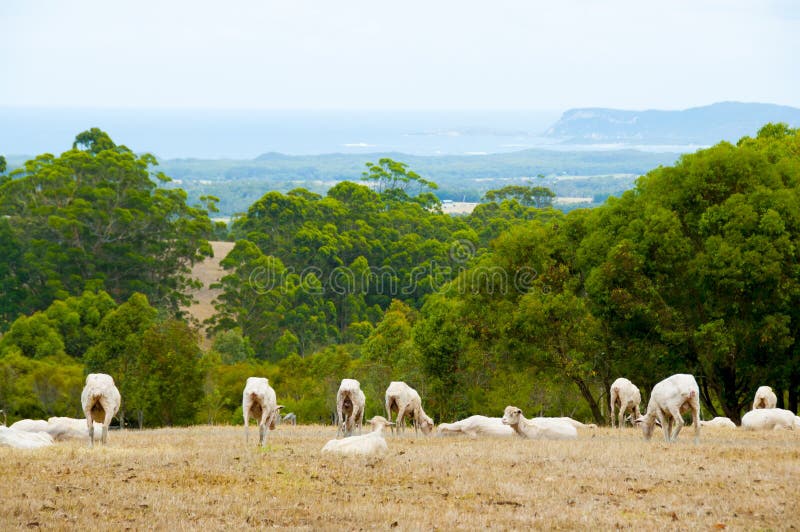 Sheared Sheep stock image. Image of australia, shear - 158390233