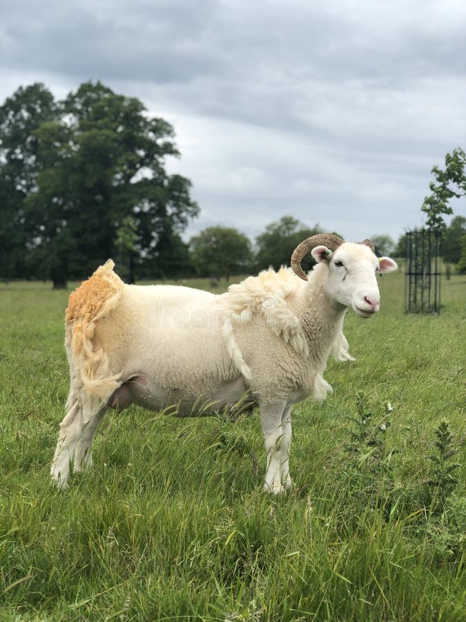 Sheep in a field stock photo. Image of contrast, rural - 3630456