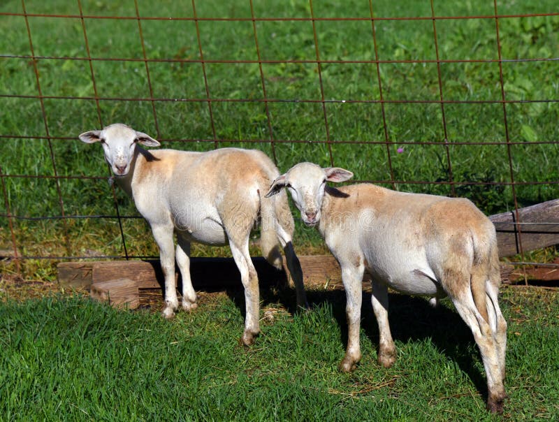Sheared Sheep Stand in Rustic Pen Stock Image - Image of grass ...