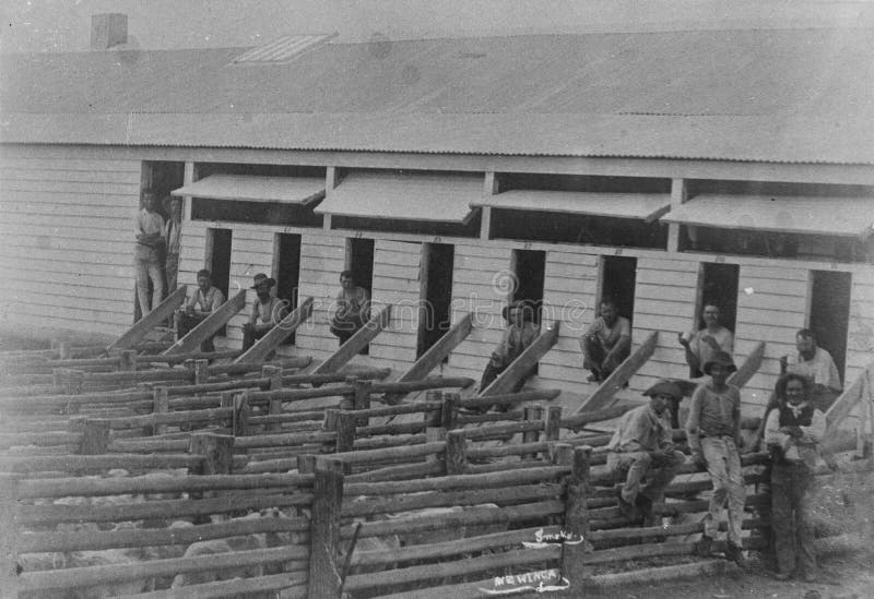 Shearers Posing Outside The Counting Pens Of A Shearing Shed Picture ...