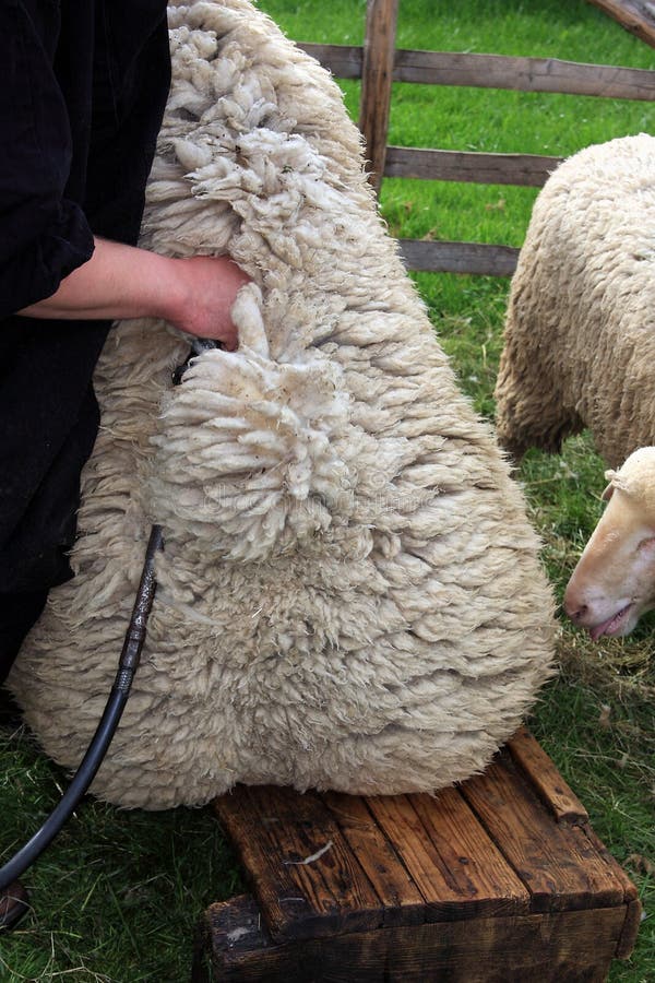 Shearing stock image. Image of white, shearer, sheep - 28016119