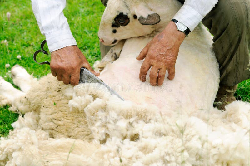 Shearing Sheep stock photo. Image of hand, metal, claw - 18663018
